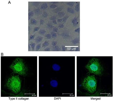 Identification Of Chondrocyte Phenotypes A Toluidine Blue Staining