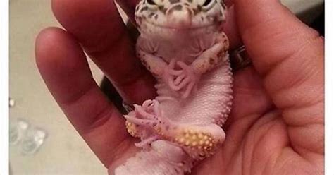 Make A Strategy Imgur