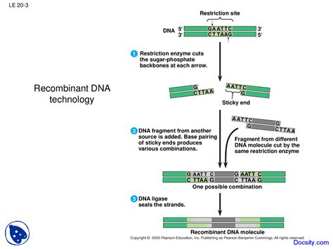 Recombinant Fundamentals Of Biology Lecture Slides Docsity