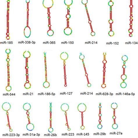 human mirnas secondary structures stem loop responsible for gene