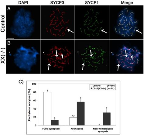 Figure 1 From Role Of Polycomb Group Protein Cbx2 M33 In Meiosis Onset And Maintenance Of