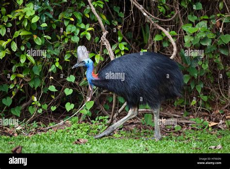 Southern Cassowary Casuarius Casuarius Female Moresby Range National Park Queensland