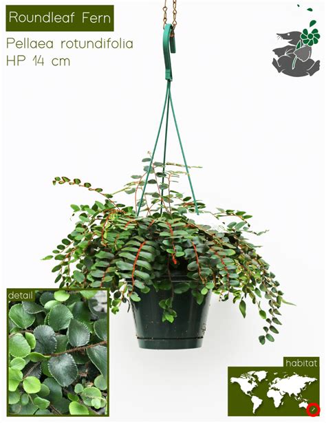 Pellaea Rotundifolia - demolfrank