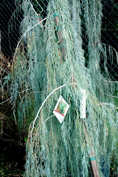 Weeping Juniper