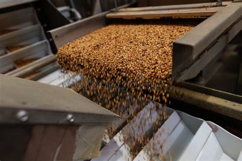 Grain Sorting Machine Paddy Machine Sorts Grains Of One Crop