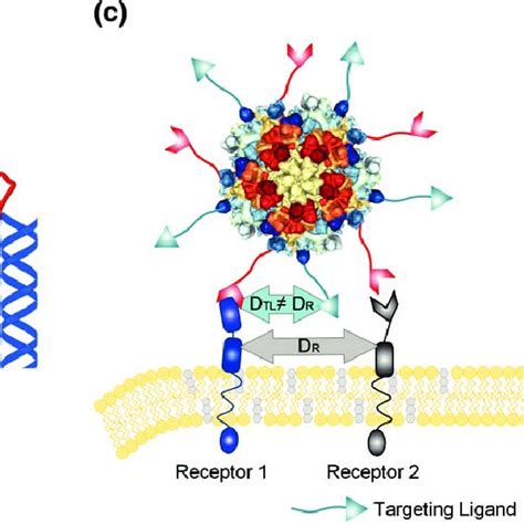Nanoparticle Mediated Receptor Clustering Affects Endocytosis And
