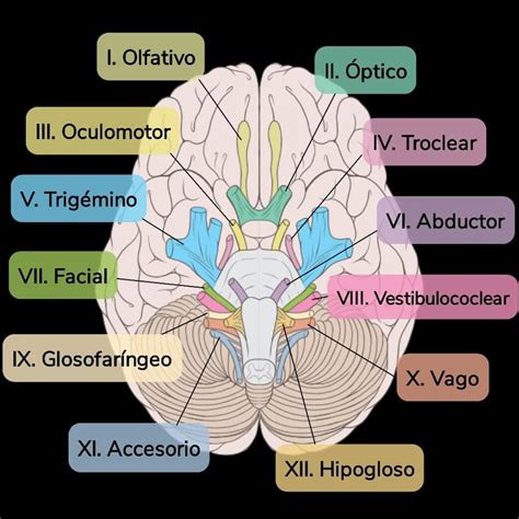 Pares Craneales En 2024 Anatomía Anatomia Y Fisiologia Humana