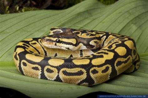 Python Regius Bell`s Ghost Alias Ball Python Hippocampus Bildarchiv