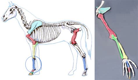 Horse Leg Skeleton