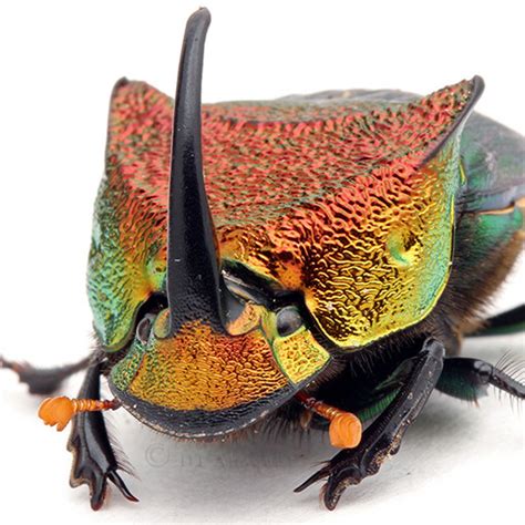 Phanaeus Vindex Alchetron The Free Social Encyclopedia