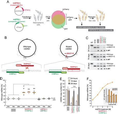 Strategy For Targeting The M8993tg Narp Mutation Using Mtzfn And