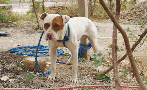 Niño de años muere atacado por sus perros pitbull en Chalco
