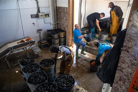 La Sequía Hará Subir El Precio De Los Mejillones Del Delta Del Ebro Fotos