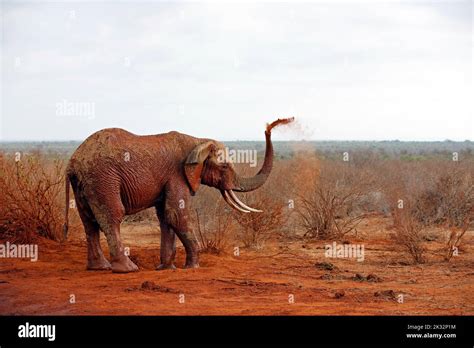Elephant Showering Itself With Red Dust First Image In A Series Of