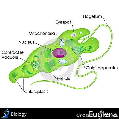 Euglena Diagram Stock Photo Image 31976140