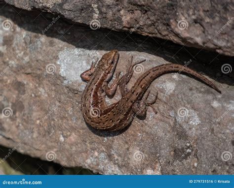Viviparous Or Common Lizard Zootoca Vivipara Sunbathing In The Brigth