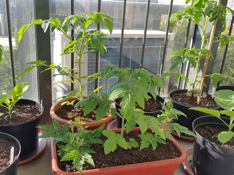 Минитомат Флорида Петит — обещания и реальность: balkongarden — LiveJournal