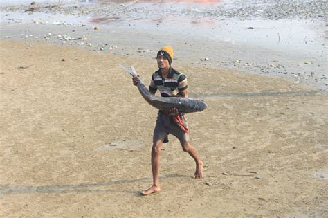 어 부는 Digha의 연안에서 물고기를 수집합니다 어 부는 노력 하 고 있다 관광객에 대한 스톡 사진 및 기타 이미지 관광객 낚시 남자 Istock