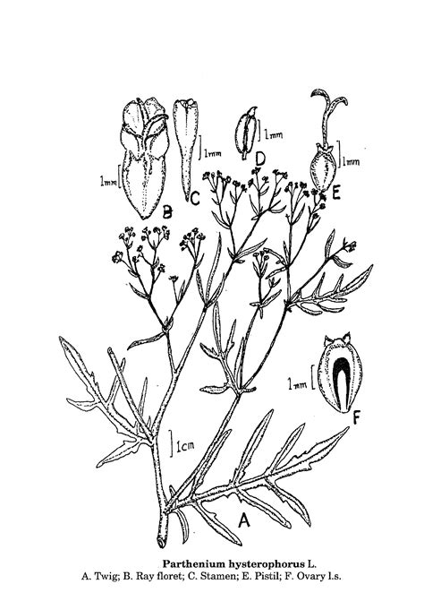 India Flora Online