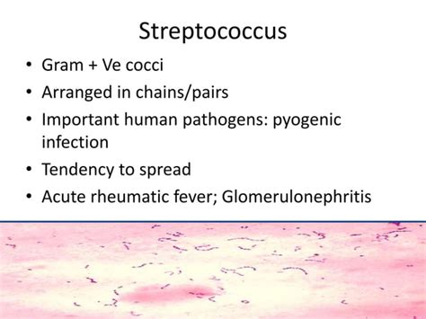 Group Band D Streptococci Pptx