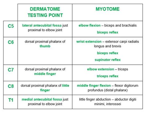Anatomy Nerve Supply To The Upper Limb PT Assessment And Procedures