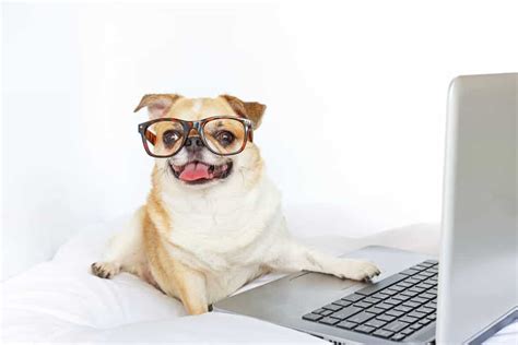 Starting A Pet Business Tips To Ensure Success The Dogington Post
