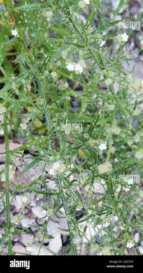 Guadalupe Cryptantha Cryptantha Maritima Plantae Bahía De Loreto