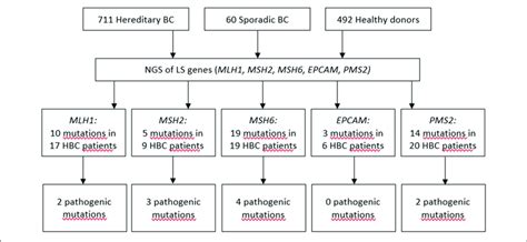 Pathogenic Mutations Detected In Ls Genes Download Scientific Diagram