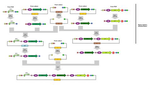 Team SDU Denmark Labwork Constructs 2012 Igem Org