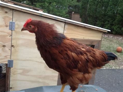 Need Help Determining Sex Of Rhode Island Reds 10 Weeks Old Backyard