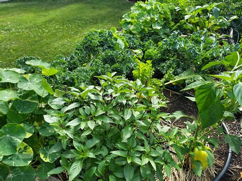 Drp Garden Gallery — Deep Roots Project