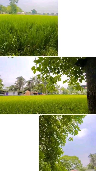 Fvrit Place 🙃🙃 Love Adventureofsundarban Funnyshorts Travel