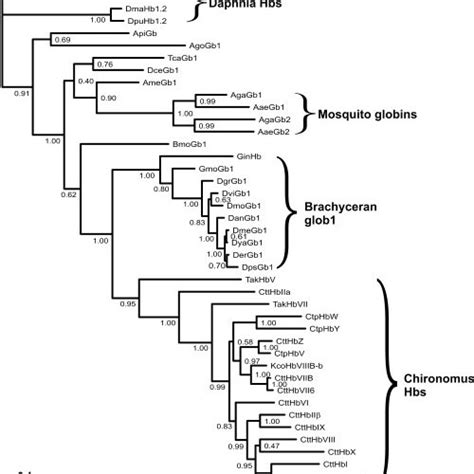 Evolution Of Insect Globin Gene Structure Gene Structures Were Mapped