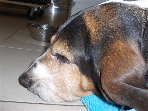 Maxillectomy Rostral Bilateral — Dr Julius M Liptak