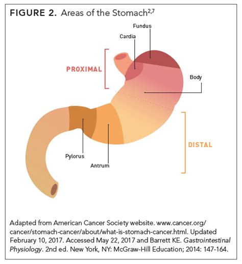 Stomach Cancer Survival Rate In Elderly Cancerwalls