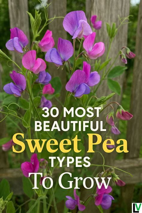 30 Most Beautiful Sweet Pea Types To Grow What Are Sweet Peas How To