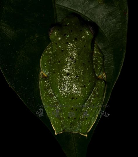 Black webbed Flying Frog from 中国云南省西双版纳傣族自治州勐腊县W7J2 RX3 邮政编码 666303 on
