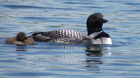 Common Loon Fact Sheet Signs Of The Seasons A New England Phenology