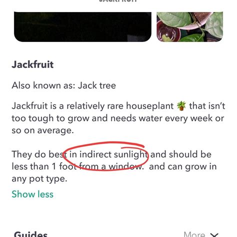 4 Jackfruit Varieties You Didnt Know About 🍈