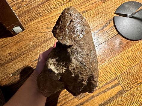 Ankylosaurs Osteoderm Fossil Id The Fossil Forum