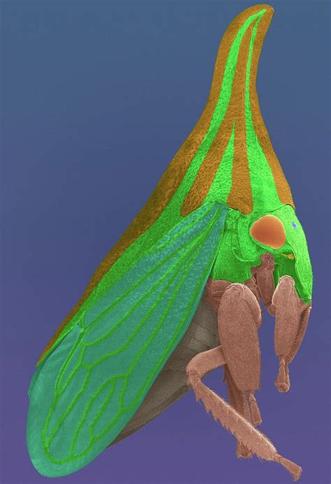 Horned Treehopper Photograph By Dennis Kunkel Microscopyscience Photo Library Fine Art America