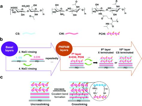 A Molecular Units Of Polymers Used In The Polyelectrolyte Multilayer
