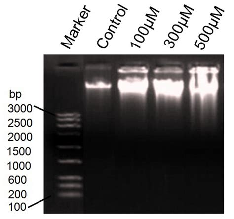 Dna Fragmentation Analysis Dna Fragmentation Of A431cell Treated With