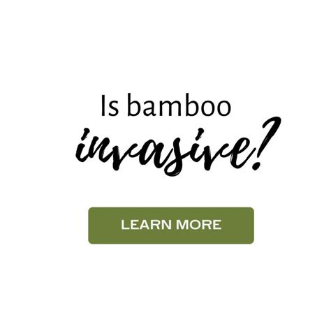 The Ultimate Bamboo Species Directory Bambu Batu