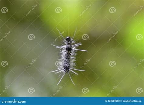 Caterpillar Worm Black And White Striped Walking On Leaf Eupterote