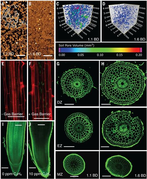 Plant Roots Sense Soil Compaction Through Restricted Ethylene Diffusion
