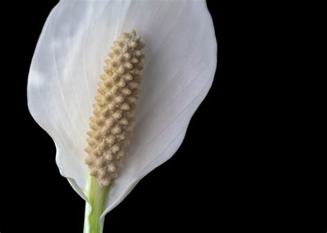 8 plantes faciles à entretenir pour les jardiniers calamiteux