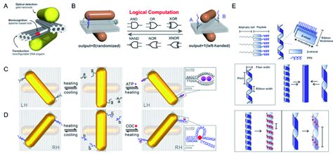 a schematics of the chiral plasmonic nanosensor through dna origami