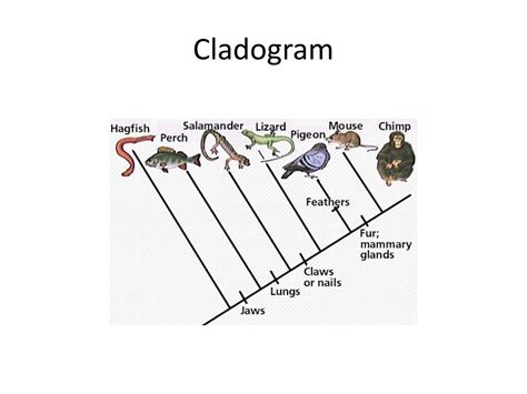 Know How To Read A Cladogram