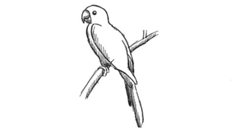 Parrot Line Drawing At Explore Collection Of Parrot Line Drawing